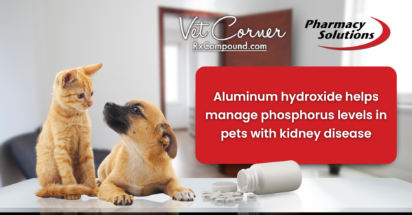 Chloramphenicol for Dogs: Effective Treatment for Bacterial Infections ...